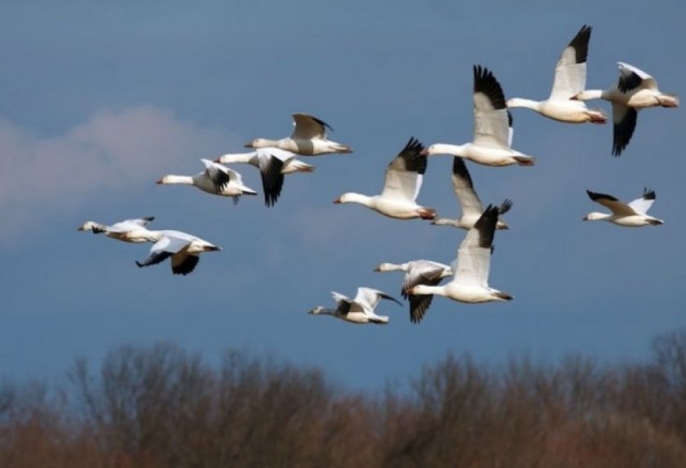 Köçəri yaşayan vəhşi heyvan növlərinin sayı azalır - ANS - Xəbərlər
